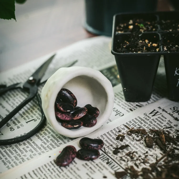 What to Plant in the Month of September in Central Texas — The Seed ...