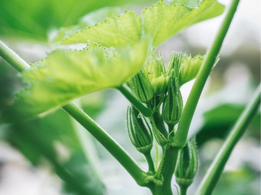 The Top 15 Vegetables to Grow in the Heat — The Seed Sage | Raised Bed ...