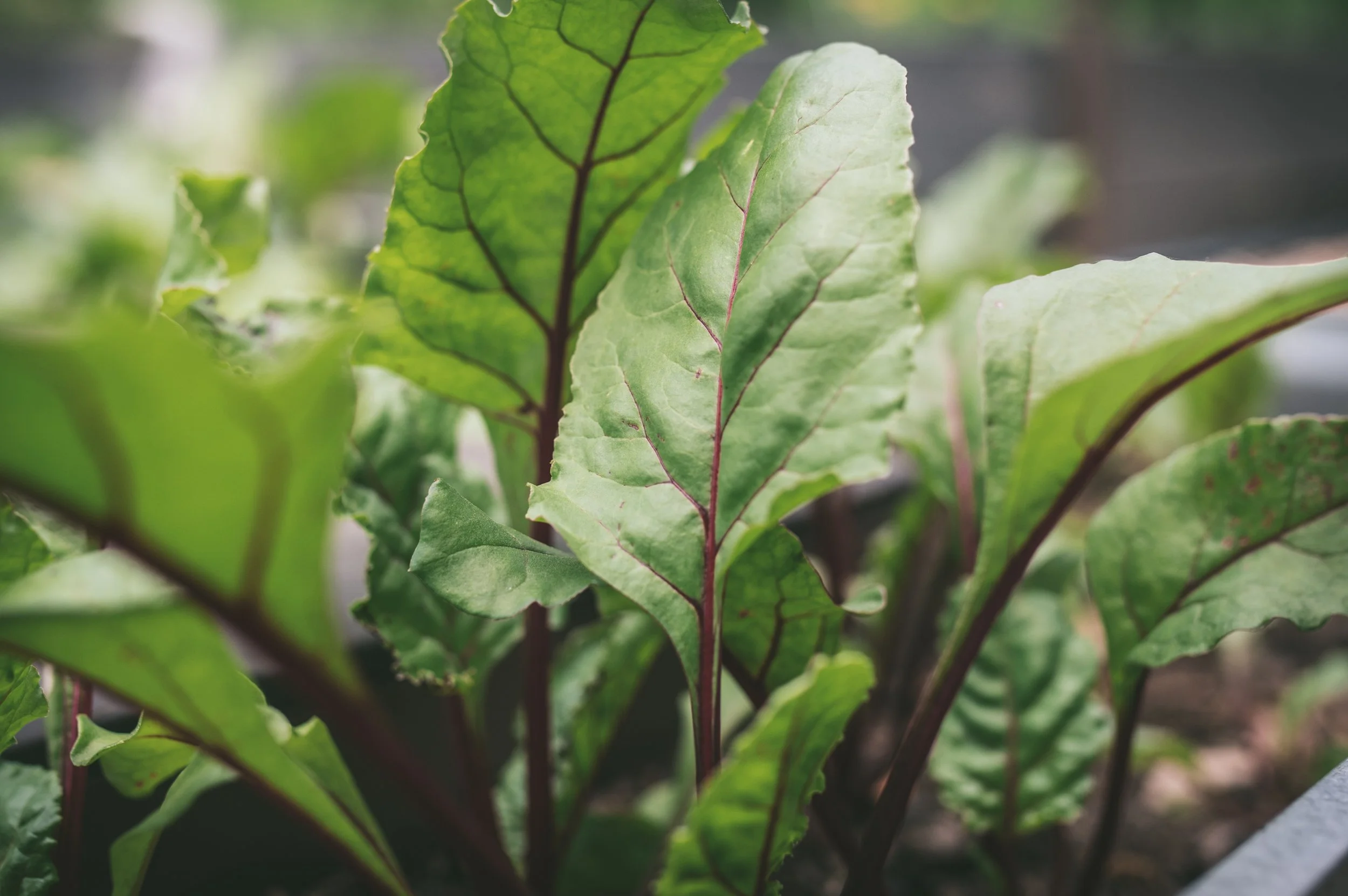 10 Fast-Growing Vegetables to Plant in Central Texas Now (and Harvest ...