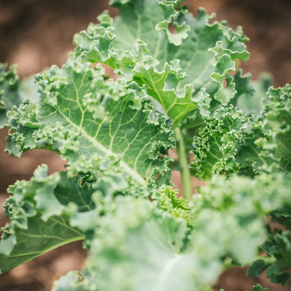 10 Fast-Growing Vegetables to Plant in Central Texas Now (and Harvest ...