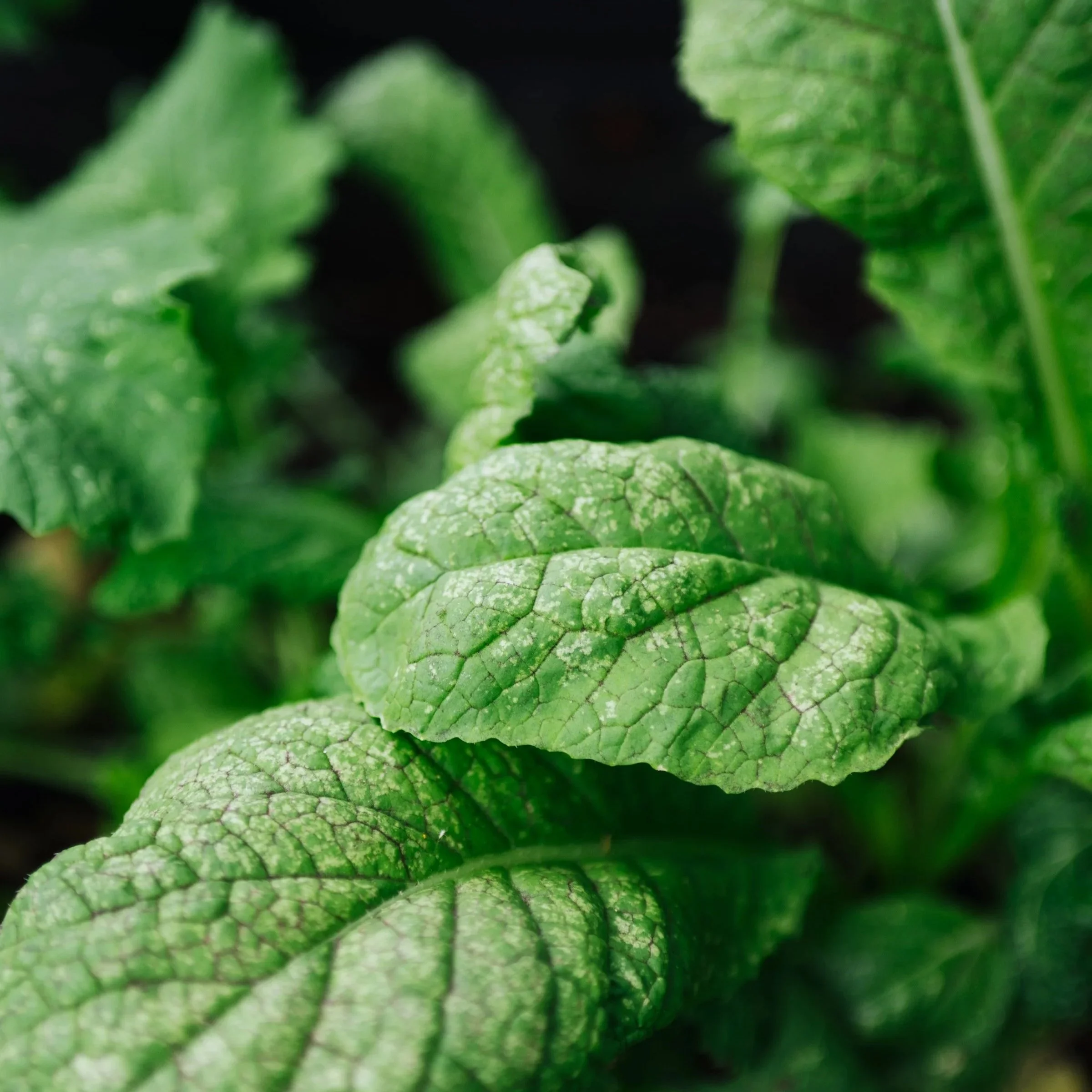 10 Fast-Growing Vegetables to Plant in Central Texas Now (and Harvest ...