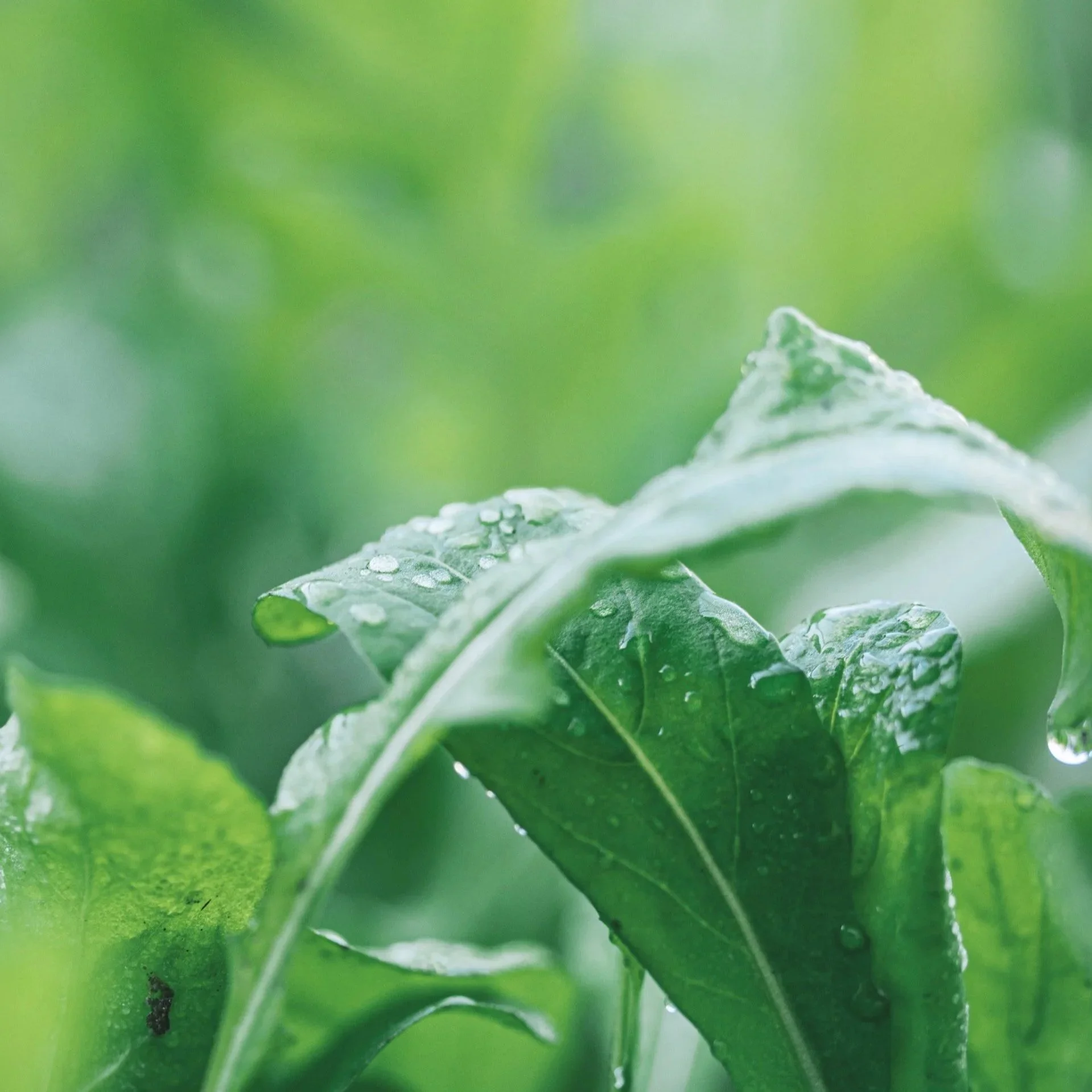 10 Fast-Growing Vegetables to Plant in Central Texas Now (and Harvest ...