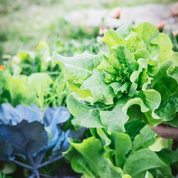 10 Fast-Growing Vegetables to Plant in Central Texas Now (and Harvest ...
