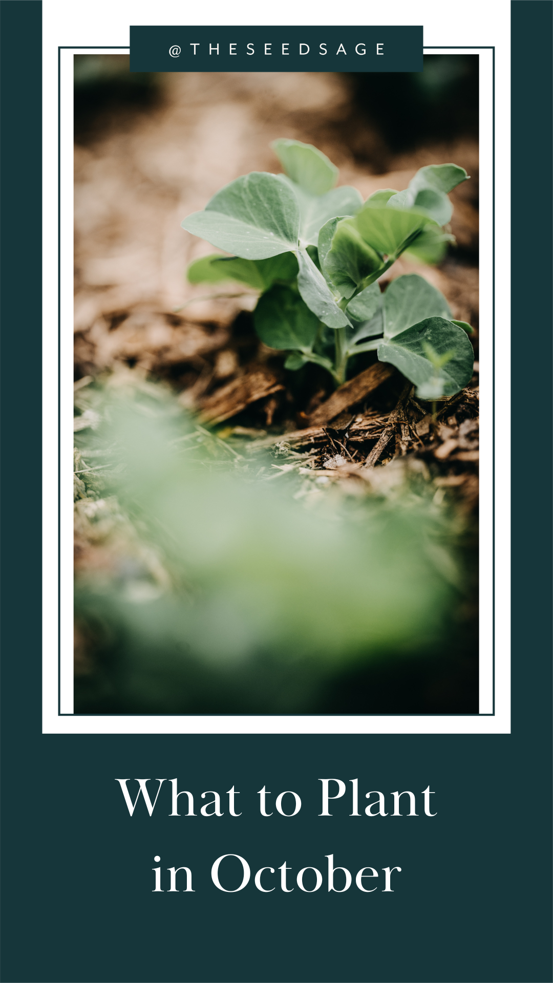 October Gardening in Central Texas: Prepping for Winter and Planting ...