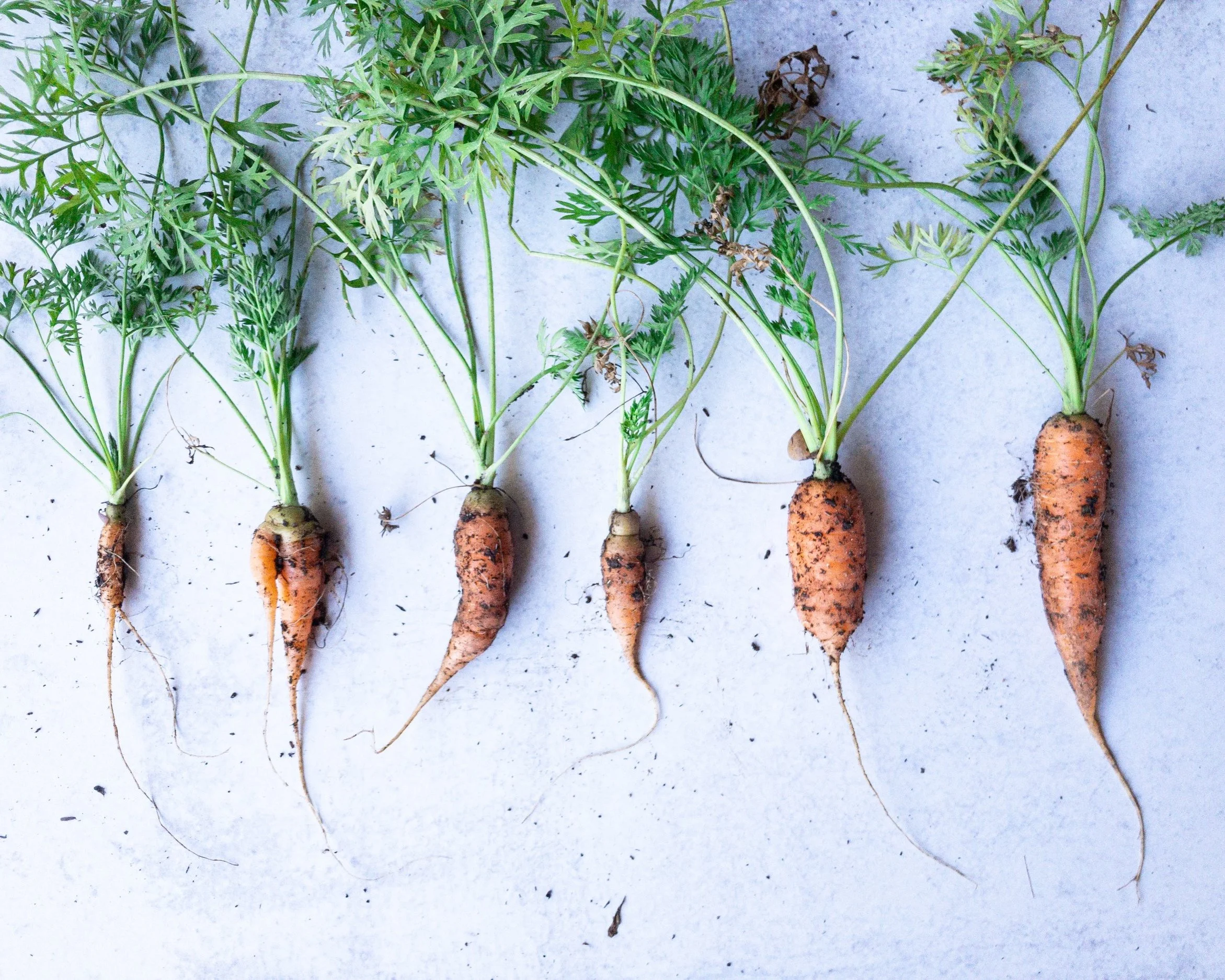 How to grow, tend, and harvest carrots in Central Texas — The Seed Sage ...