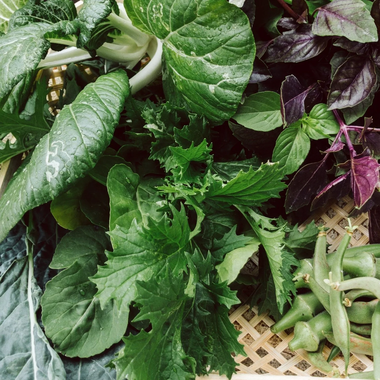 14 Central Texas Fast Growing Fall Vegetables — The Seed Sage | Raised ...