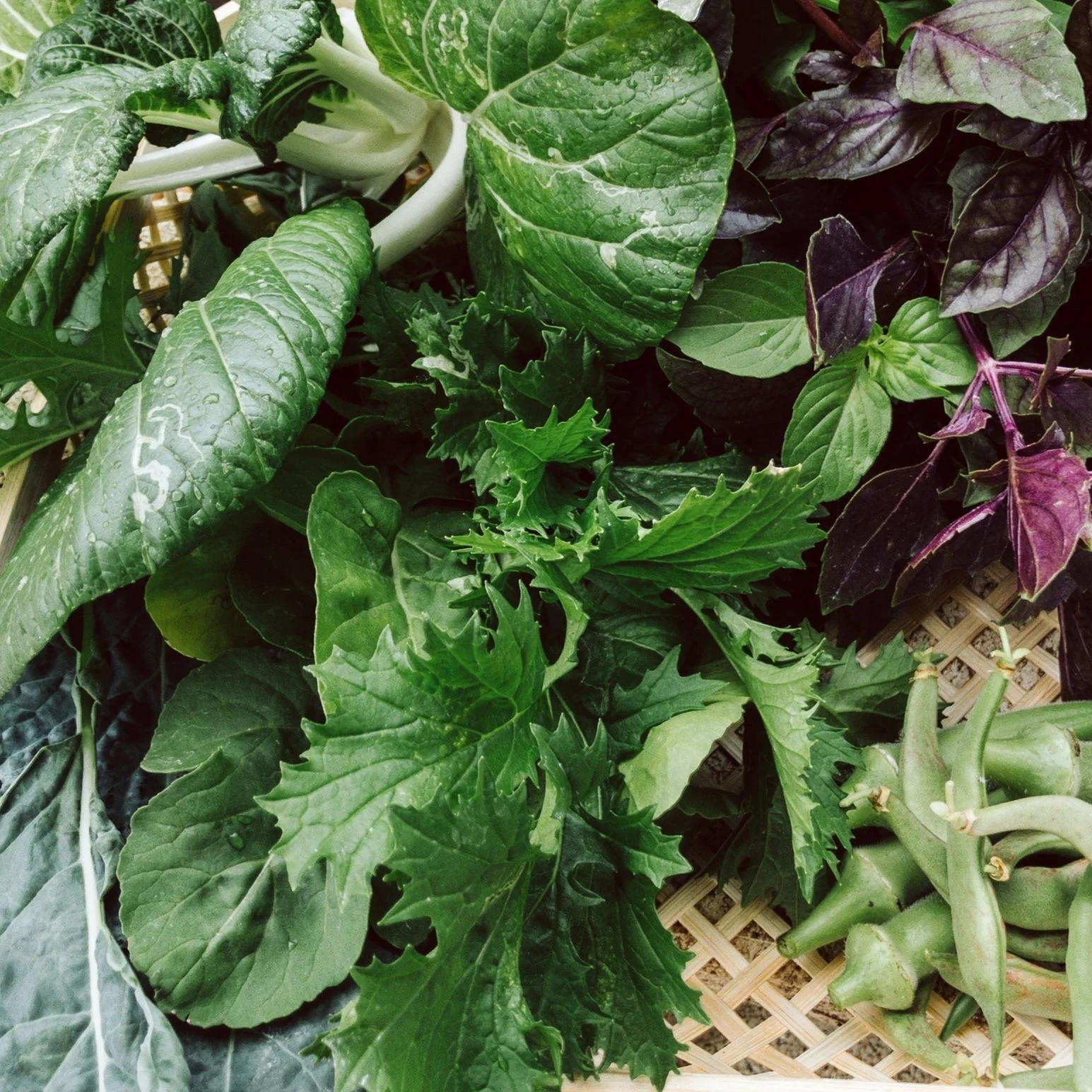 14 Central Texas Fast Growing Fall Vegetables — The Seed Sage | Raised ...