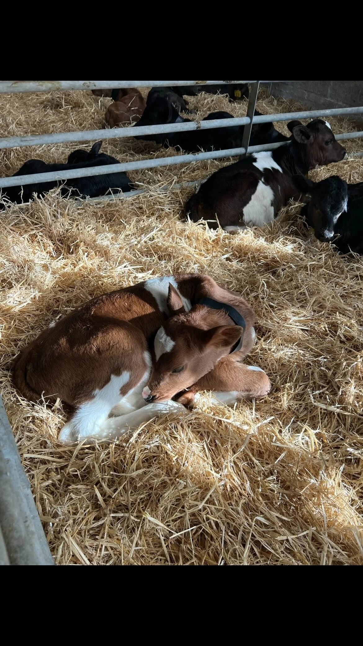 Callestick Parlour — Callestick Farm