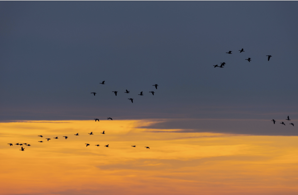 When Women Were Birds — David Darling