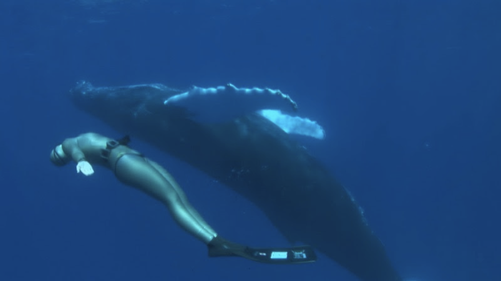 For the Love of Oceans — David Darling
