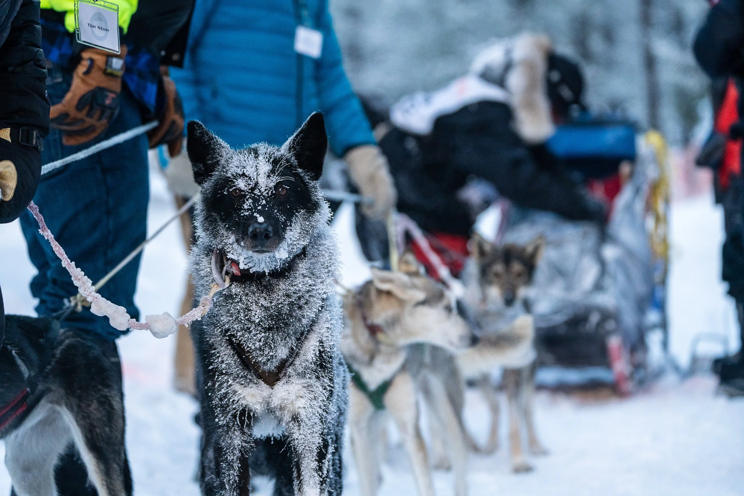 Famous Iditarod Sled Dog Balto