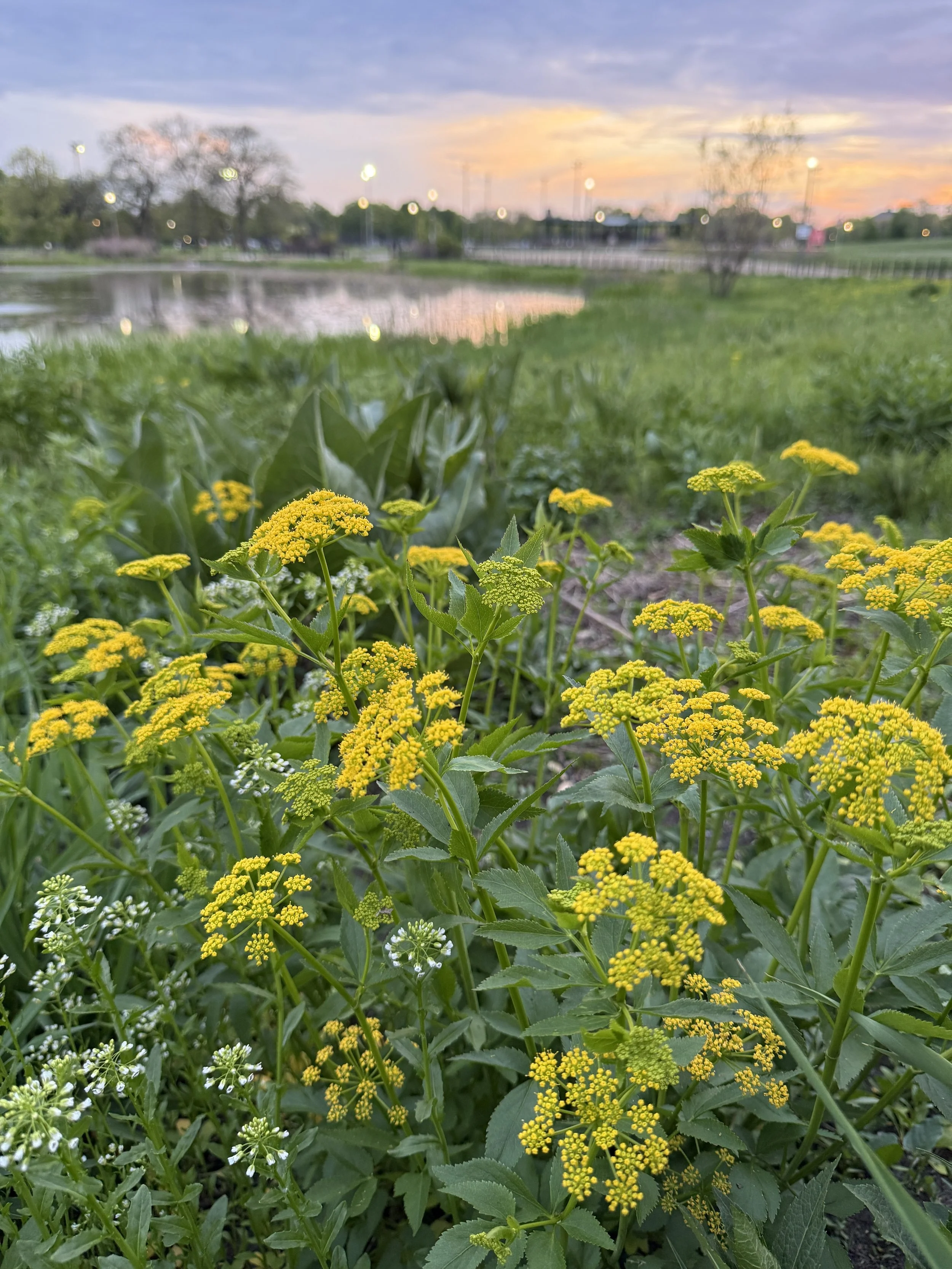 Rooftopia -Native Plant Of The Month - Zizia Aurea
