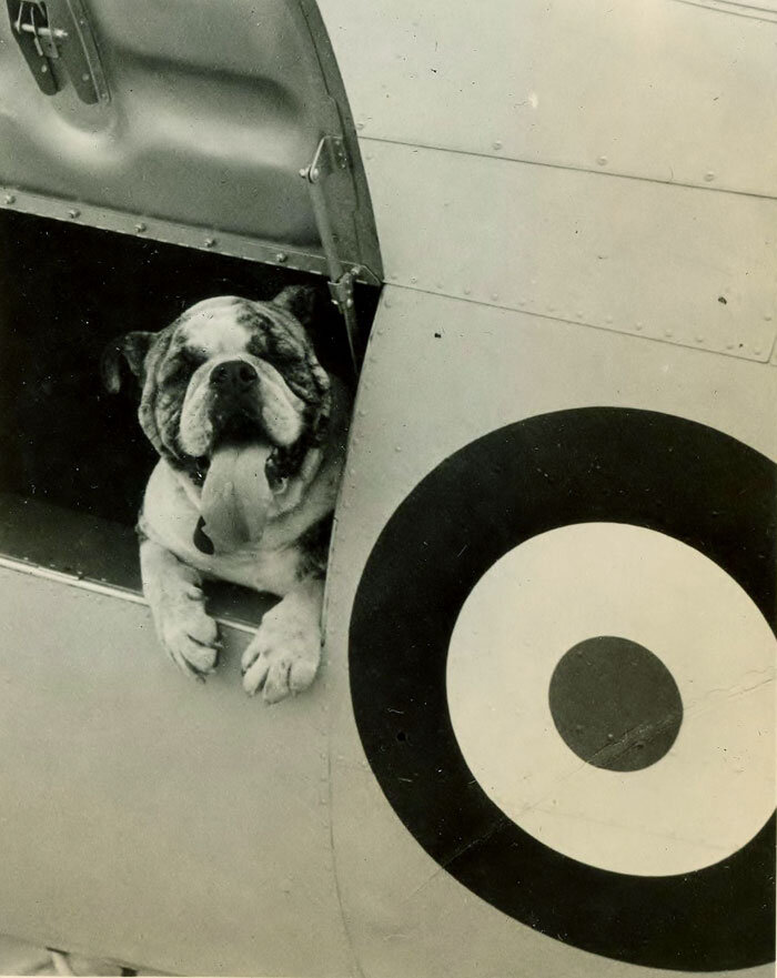 BULLDOGS ON THE COAST — Vintage Wings of Canada