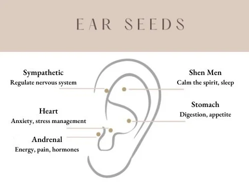 Ear Seed Instructions — Calgary Acupuncture Collective | Acupuncture | Cupping | Fertility | No ...