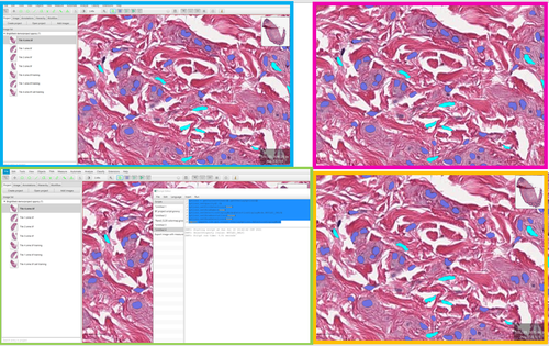 Exporting Images From Qupath — Image Scientist