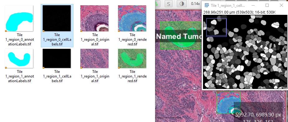 Exporting images from QuPath — Image Scientist