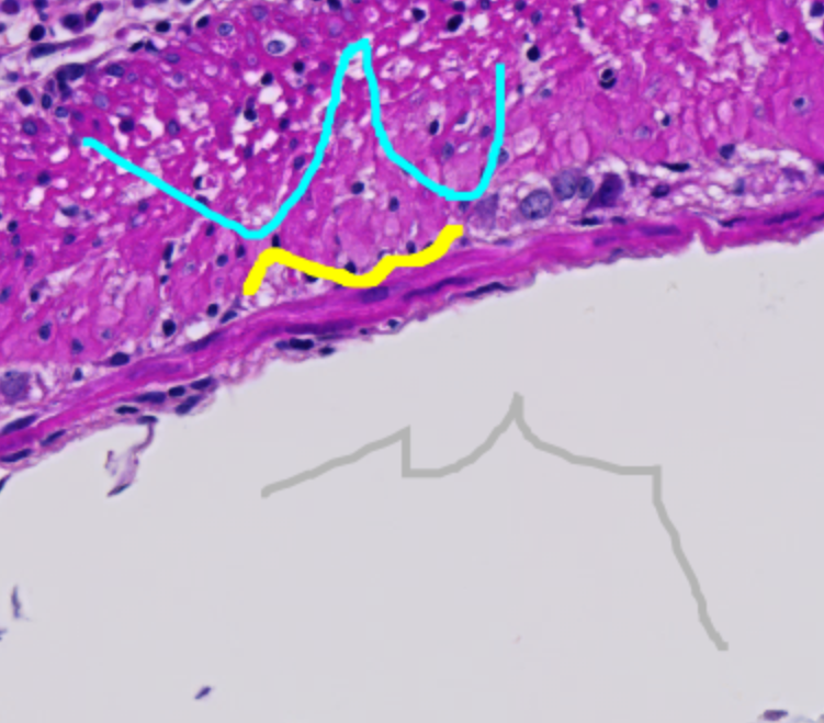 Pixel classifier training — Image Scientist