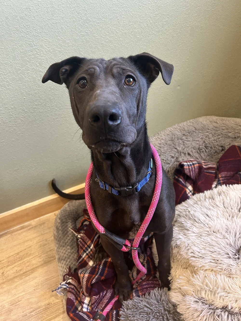 Adoptable Dogs — Lander Pet Connection