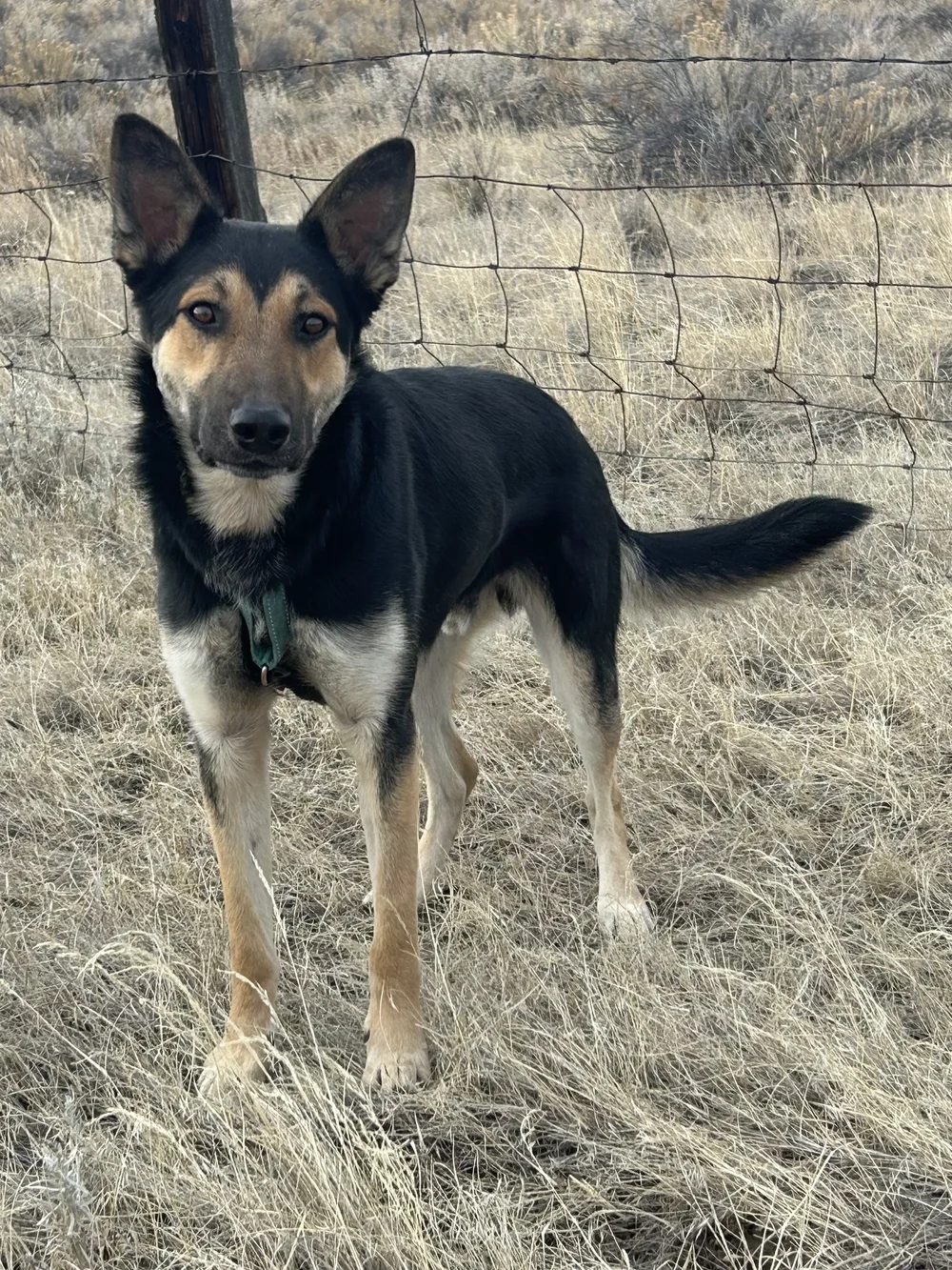 Adoptable Dogs — Lander Pet Connection