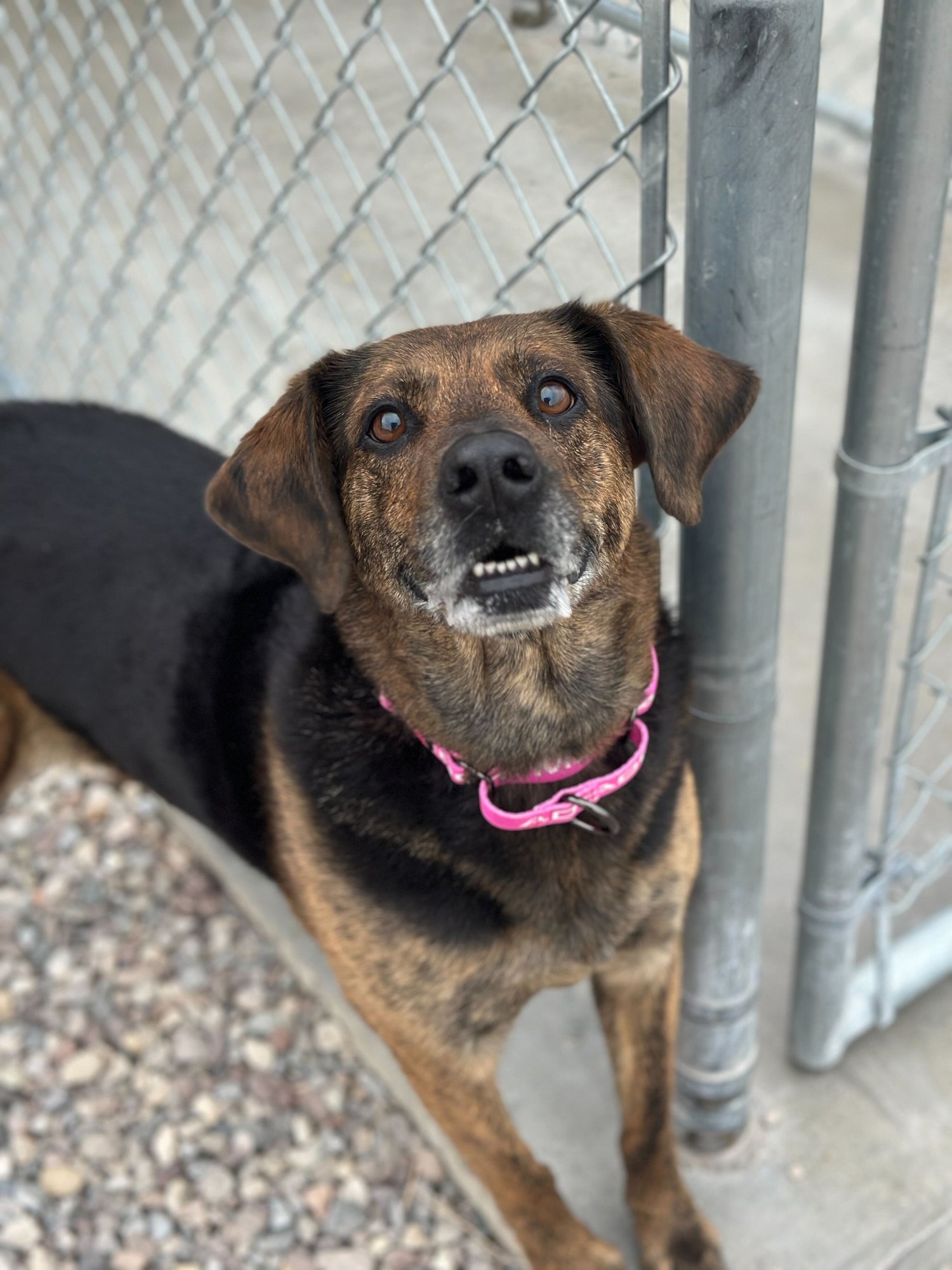 Adoptable Dogs — Lander Pet Connection