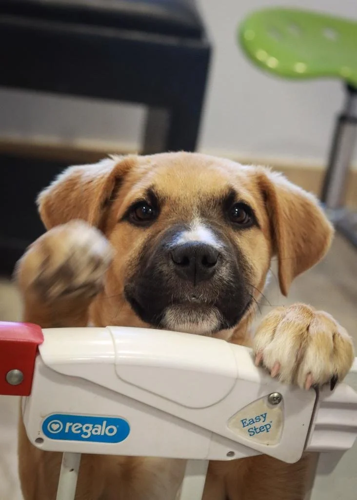 How To Adopt — Lander Pet Connection