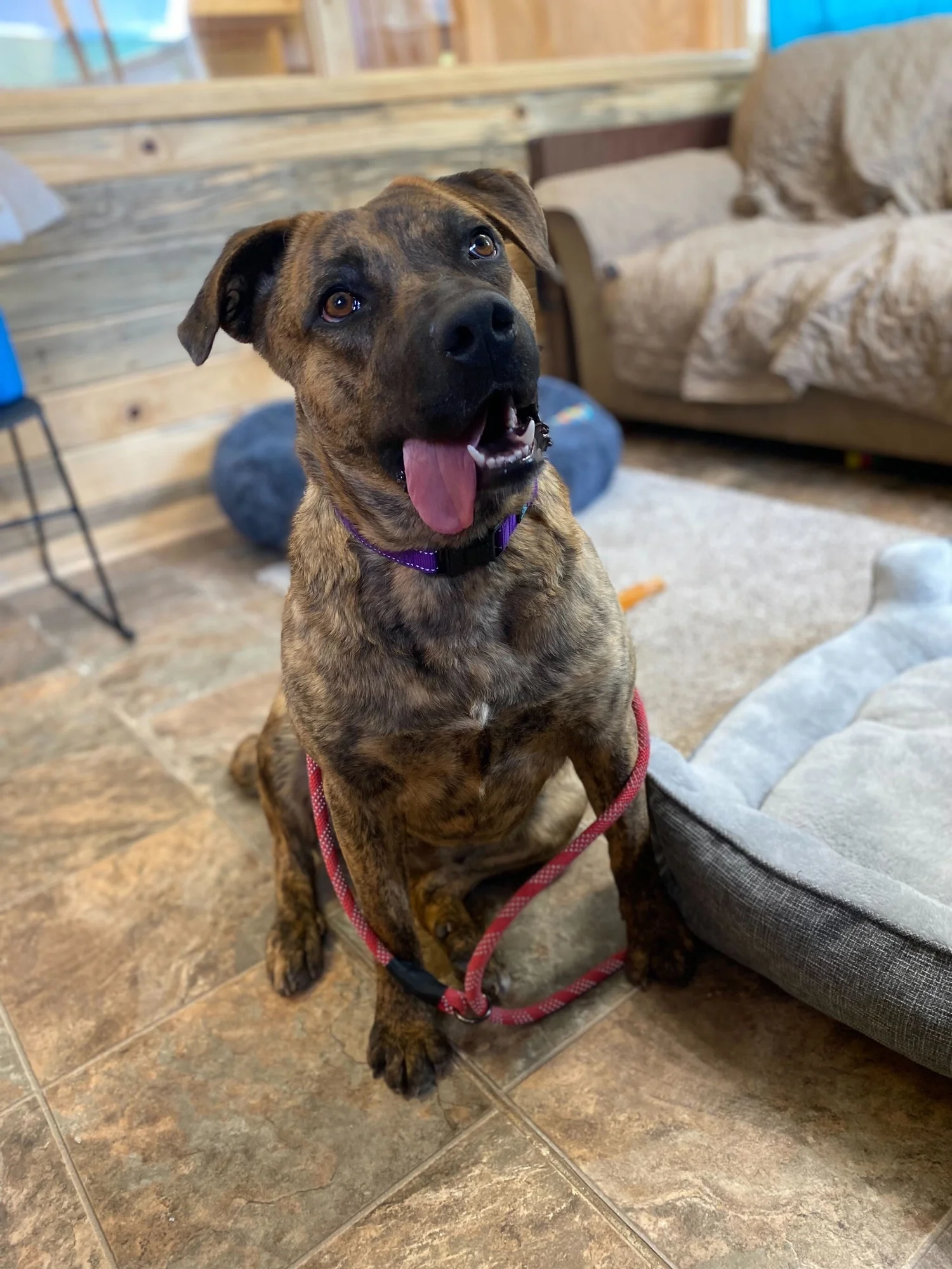 Adoptable Dogs — Lander Pet Connection