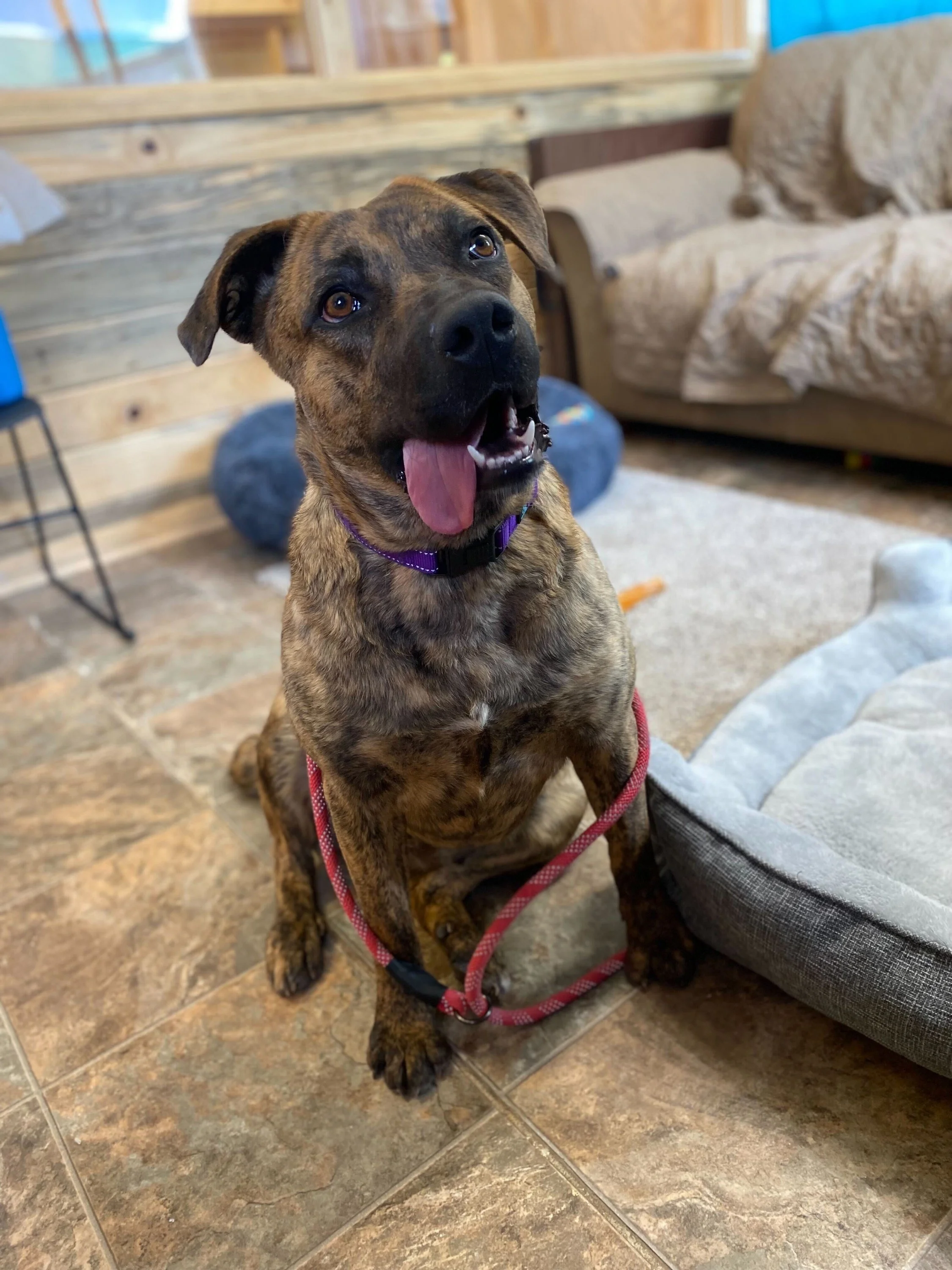 Adoptable Dogs — Lander Pet Connection