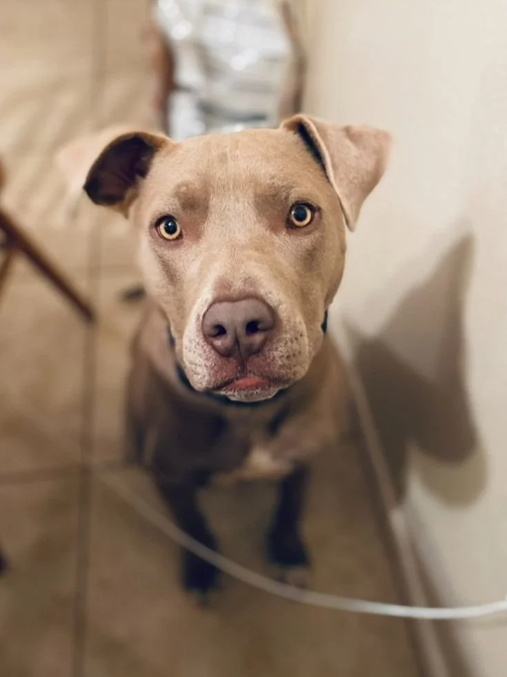 Adoptable Dogs — Lander Pet Connection
