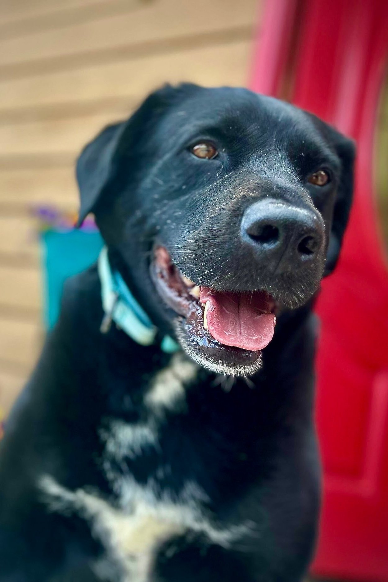 Adoptable Dogs — Lander Pet Connection