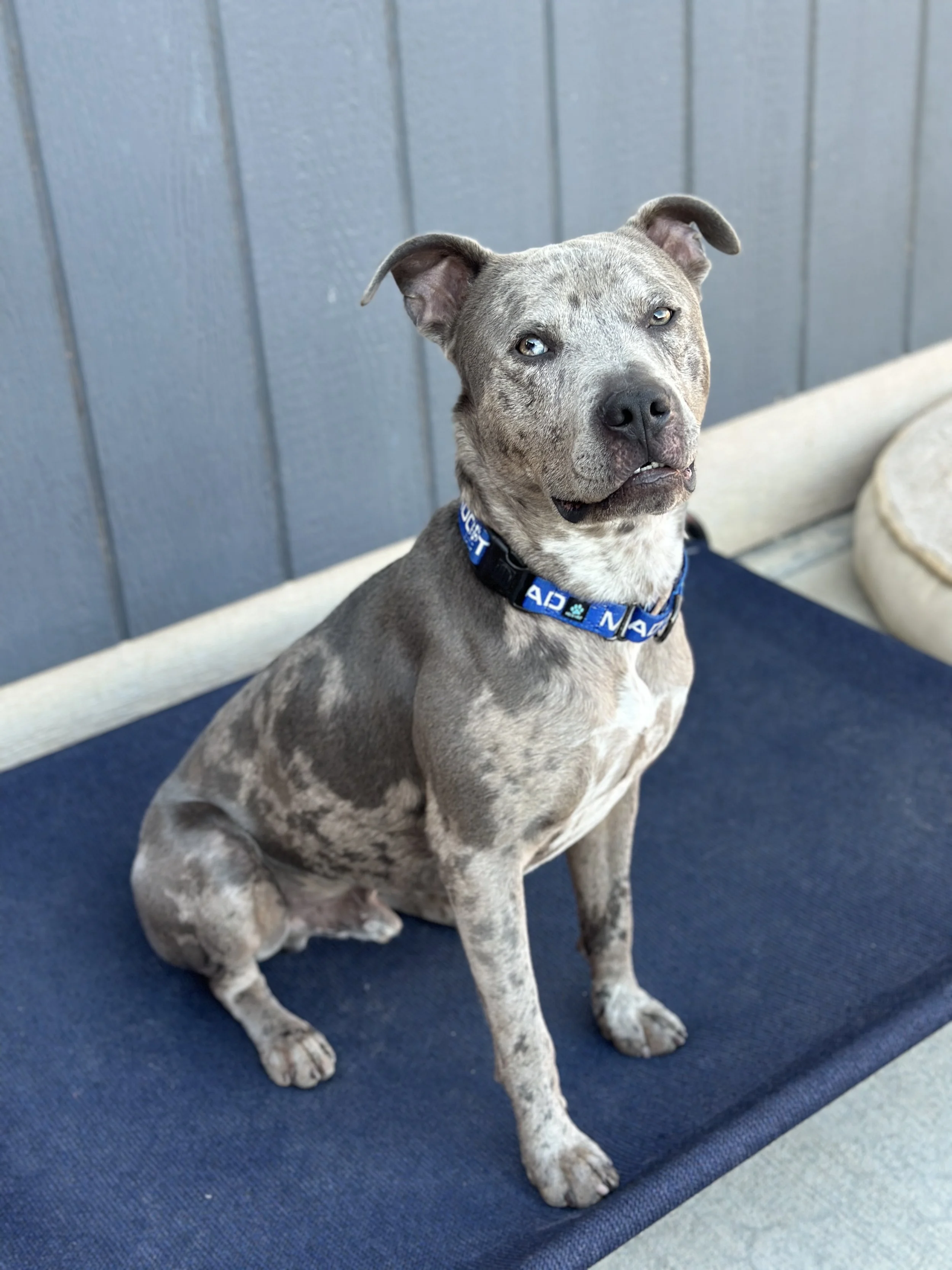 Adoptable Dogs — Lander Pet Connection