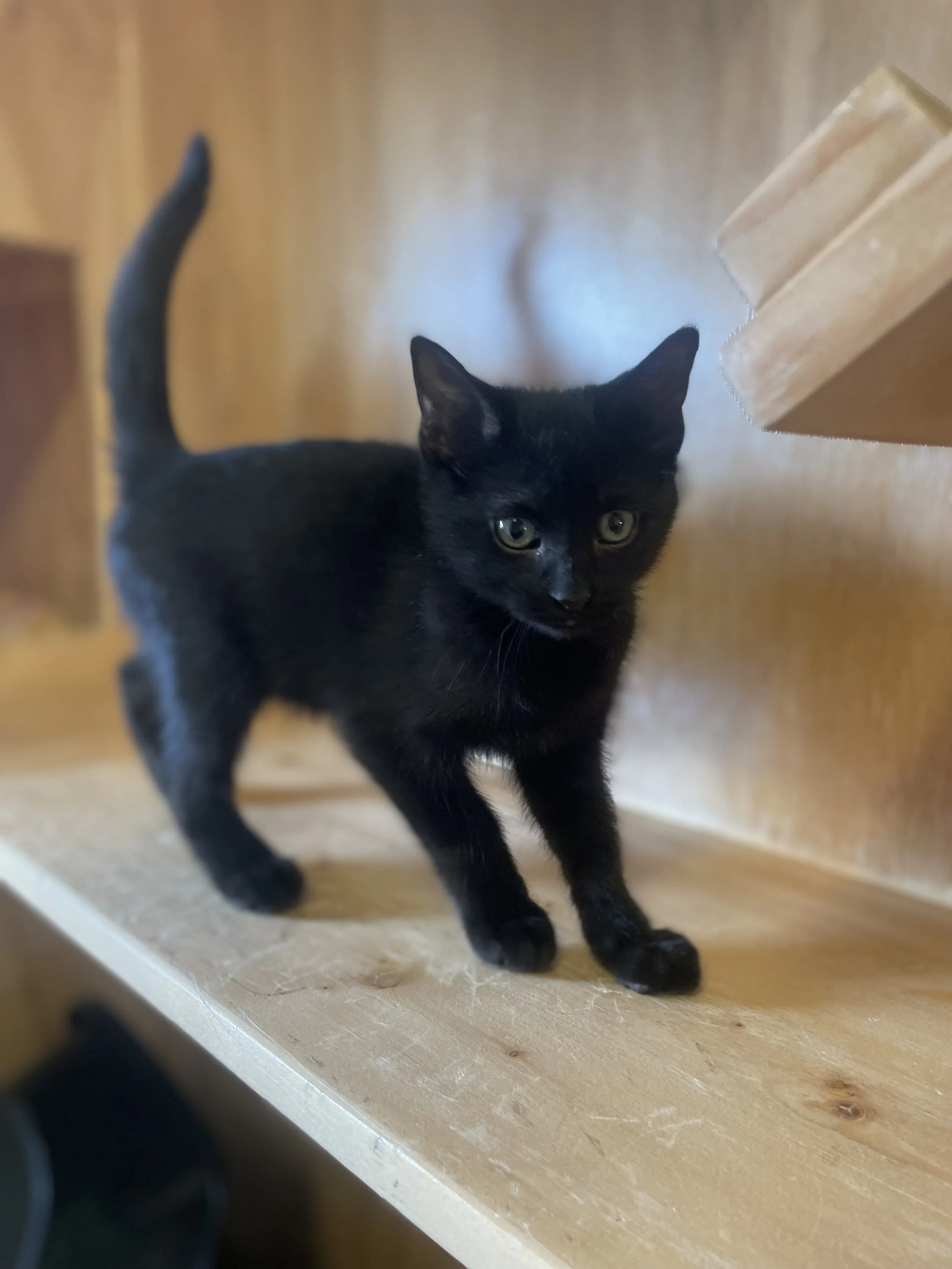 Adoptable Cats — Lander Pet Connection