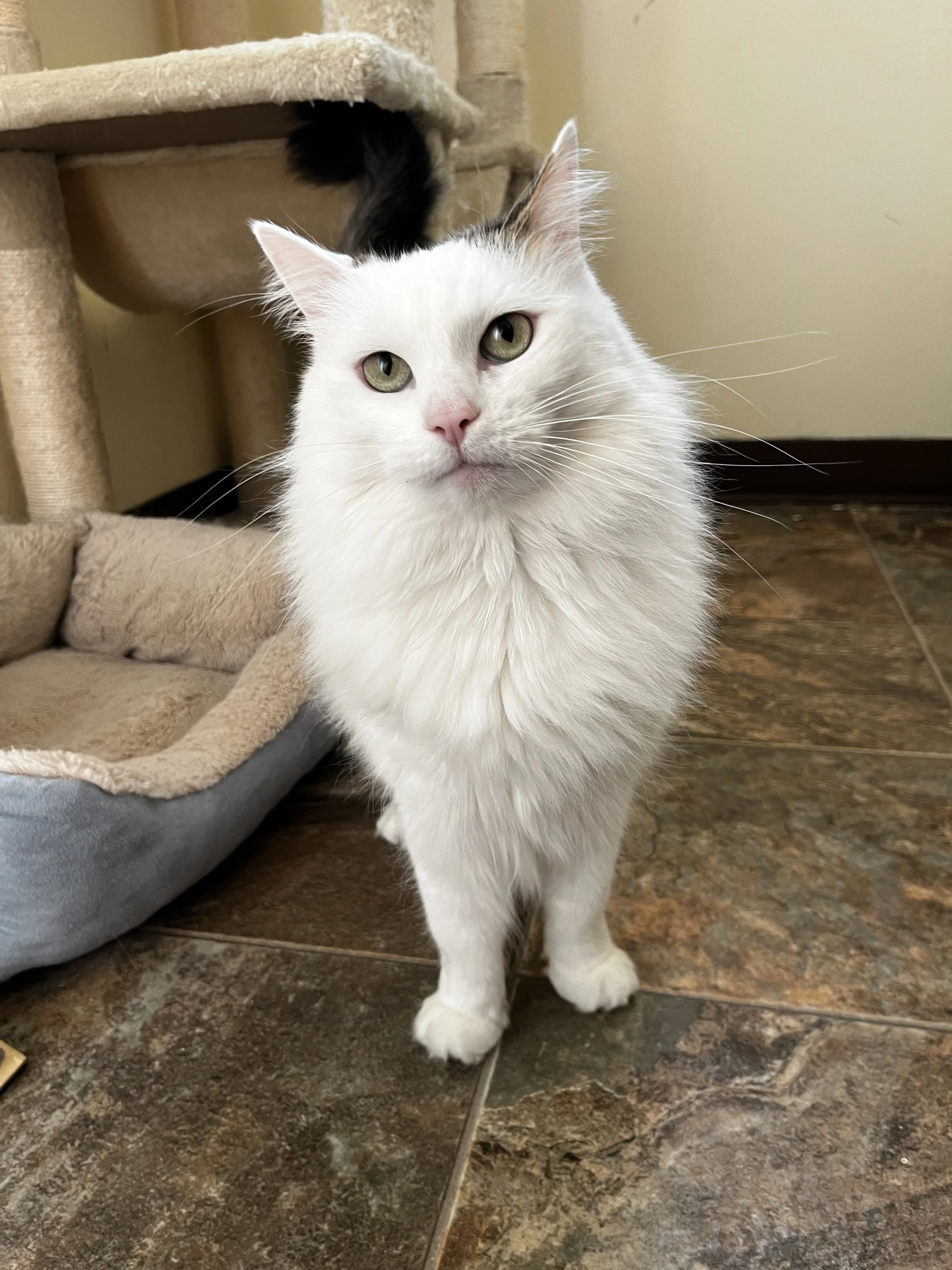 Adoptable Cats — Lander Pet Connection