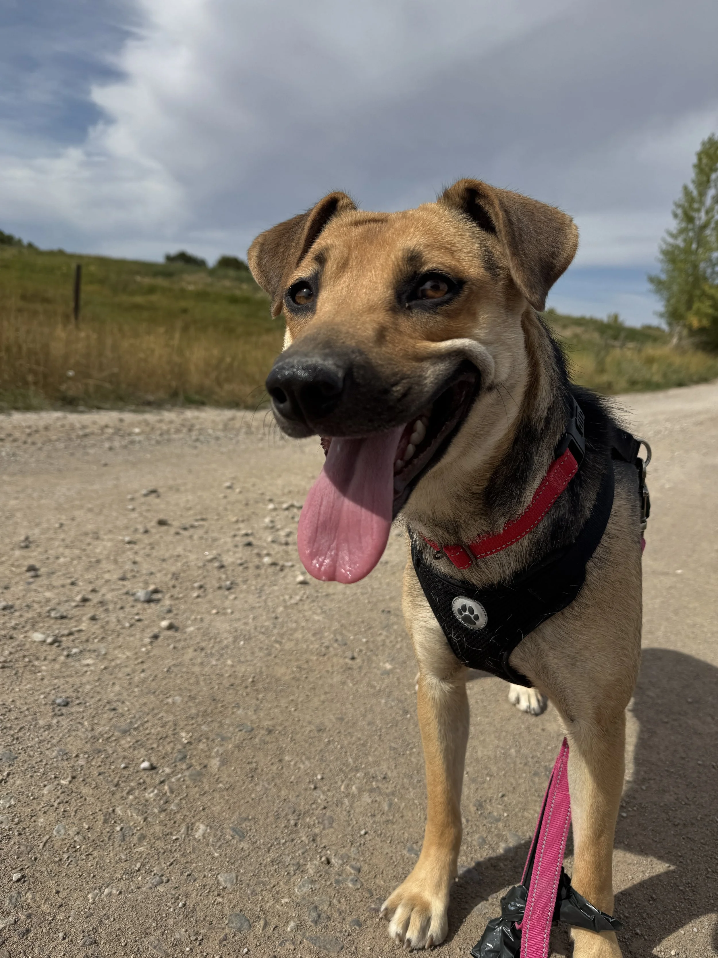 Adoptable Dogs — Lander Pet Connection