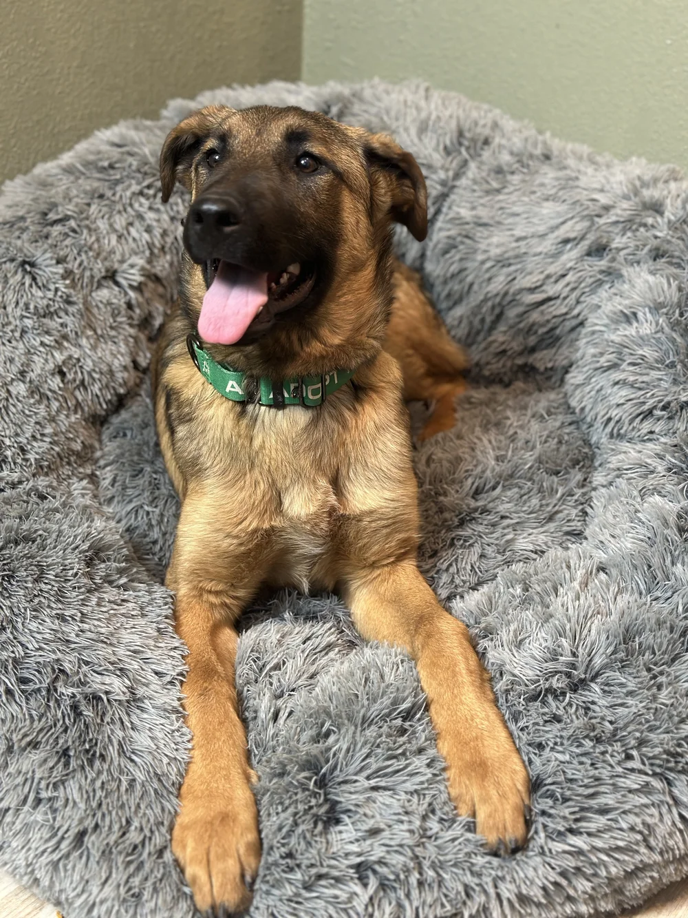 Adoptable Dogs — Lander Pet Connection