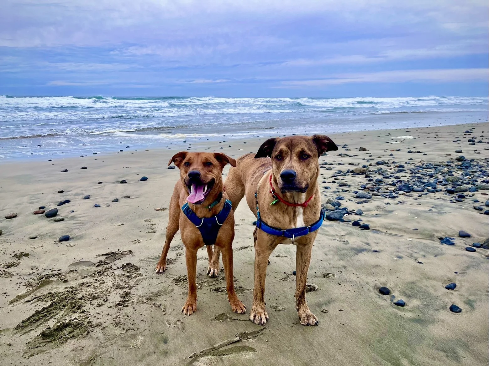 Lander Pet Connection