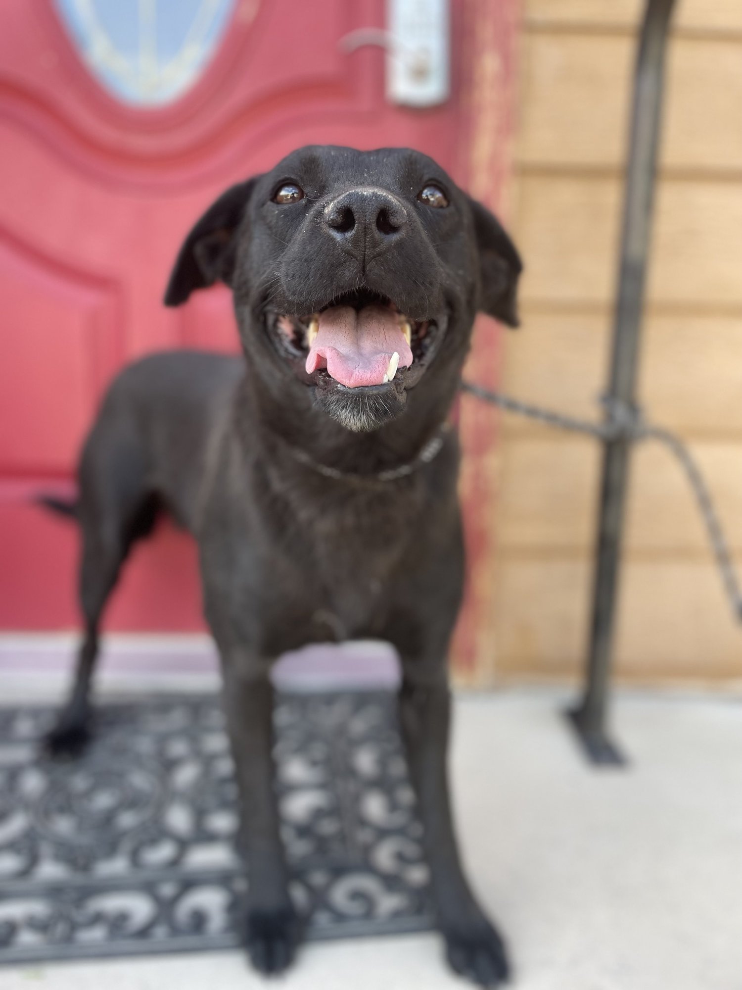 Adoptable Dogs — Lander Pet Connection
