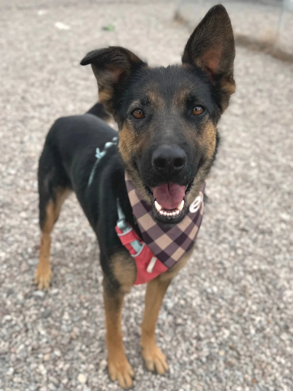 Adoptable Dogs — Lander Pet Connection