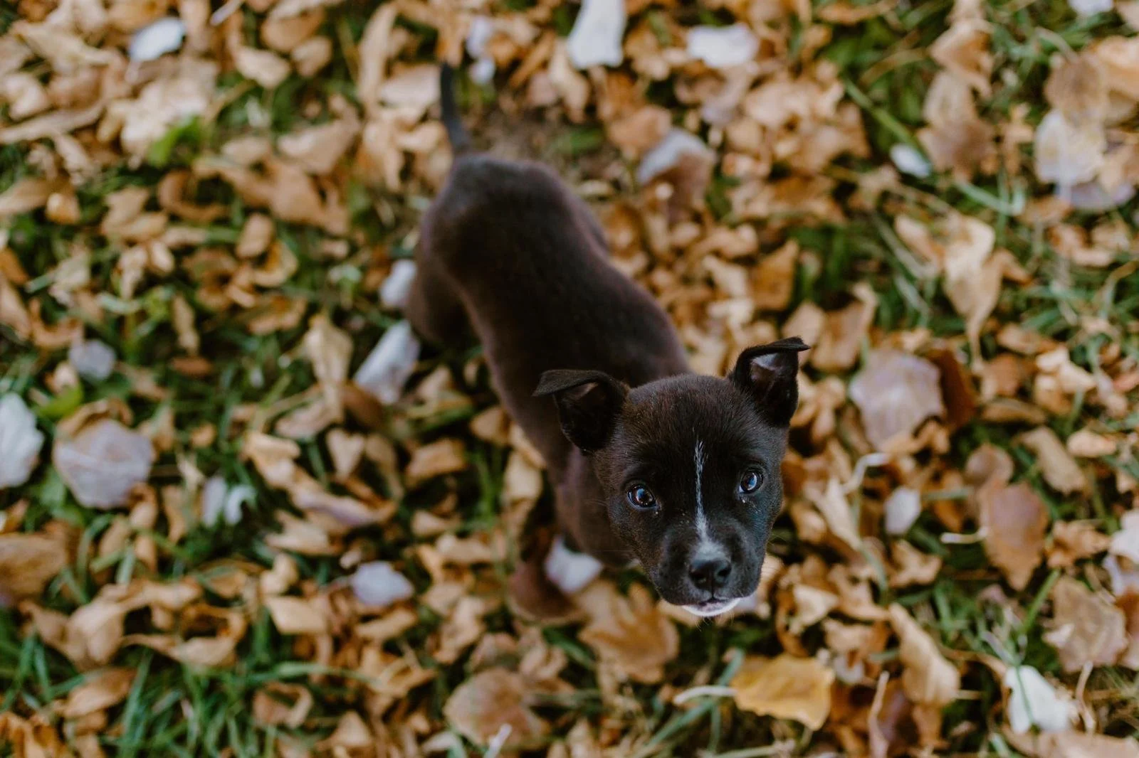 Lander Pet Connection