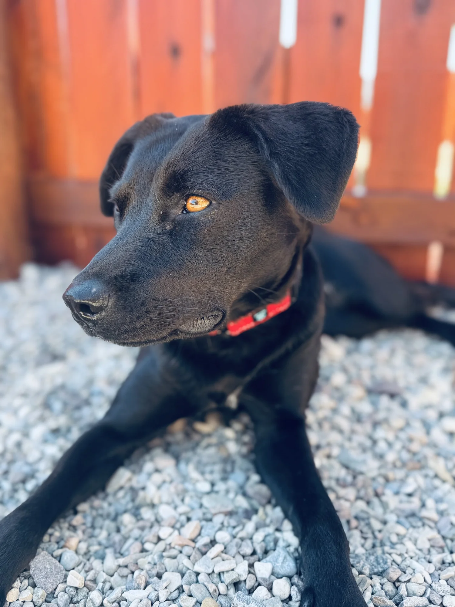 Adoptable Dogs — Lander Pet Connection