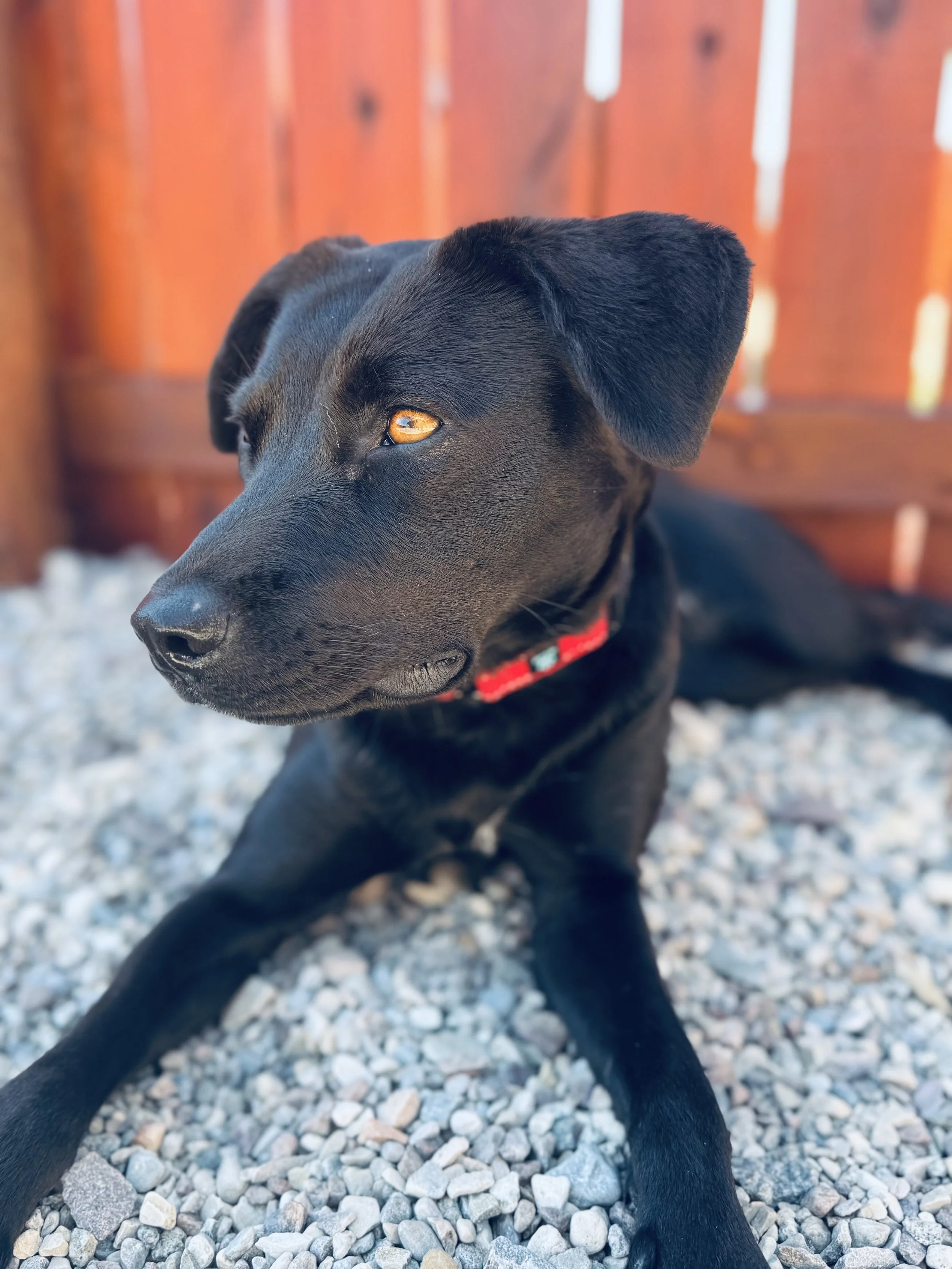 Adoptable Dogs — Lander Pet Connection