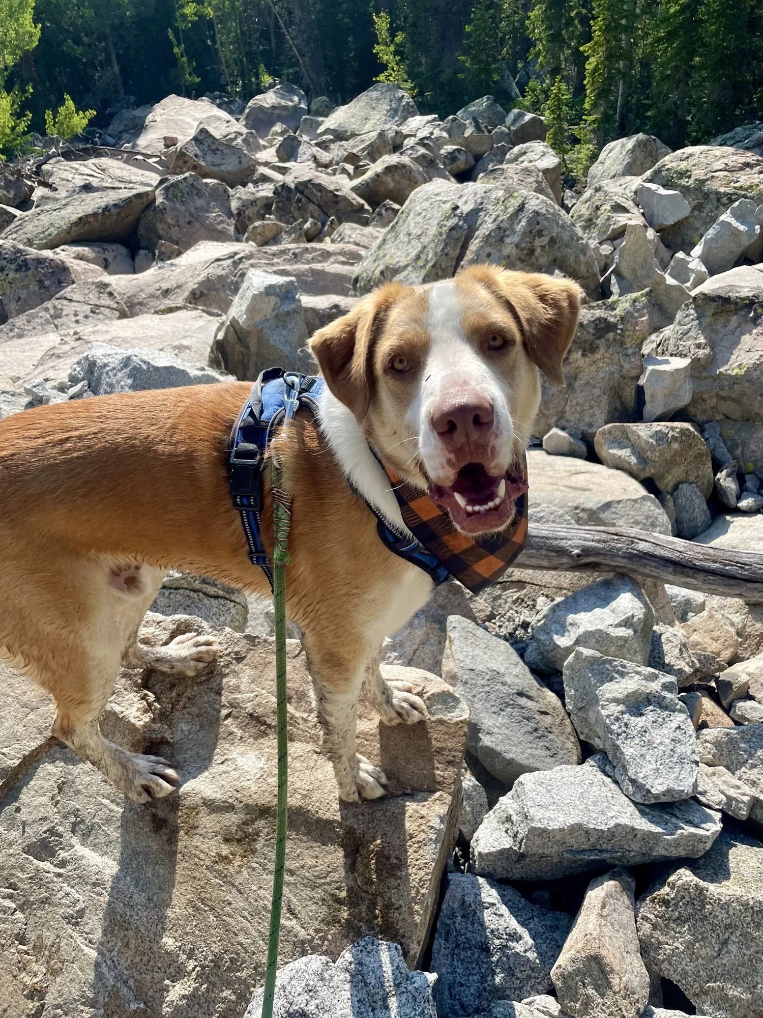 Adoptable Dogs — Lander Pet Connection