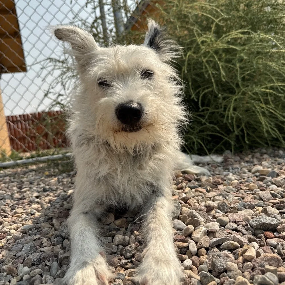 Adoptable Dogs — Lander Pet Connection