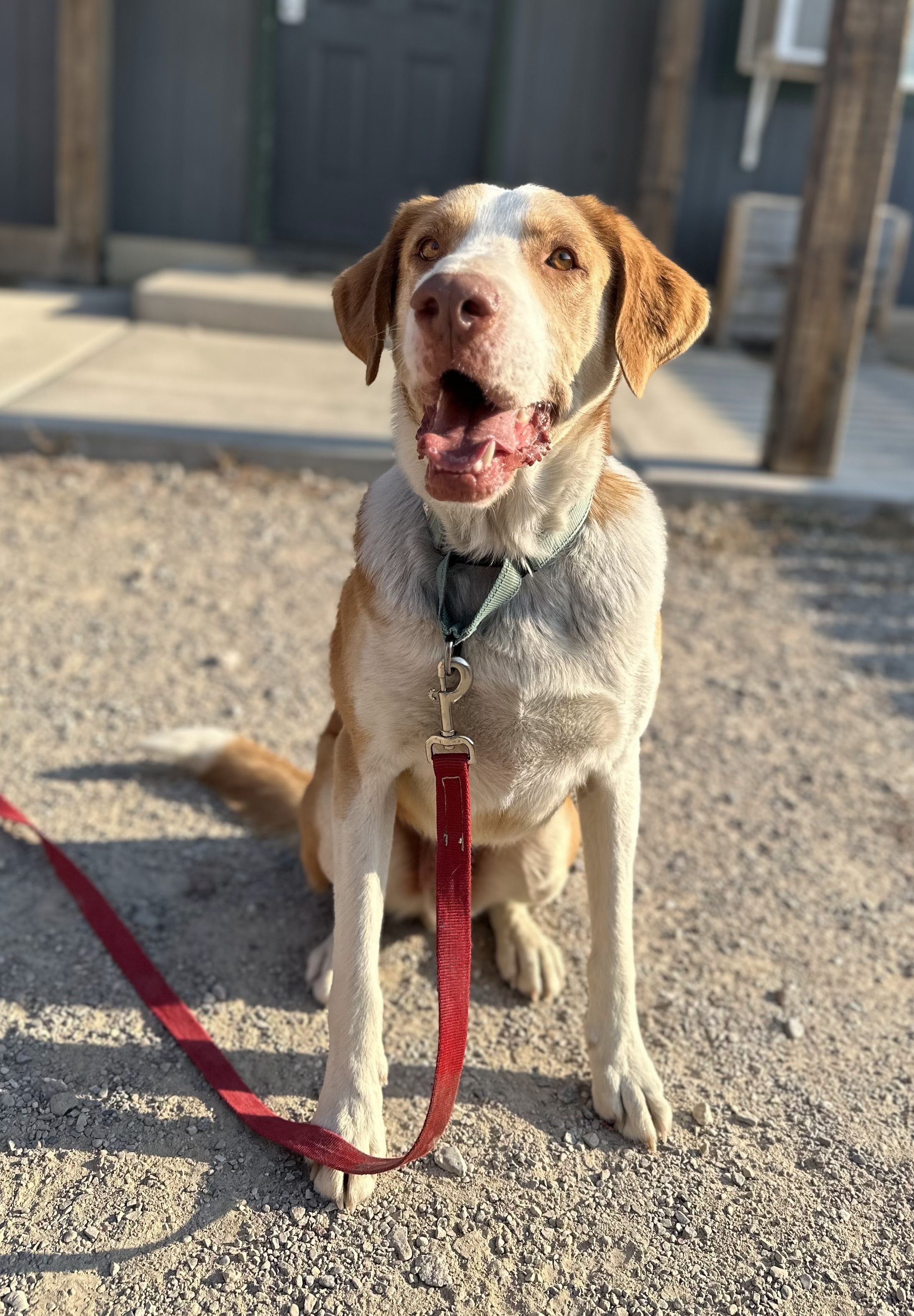 Adoptable Dogs — Lander Pet Connection