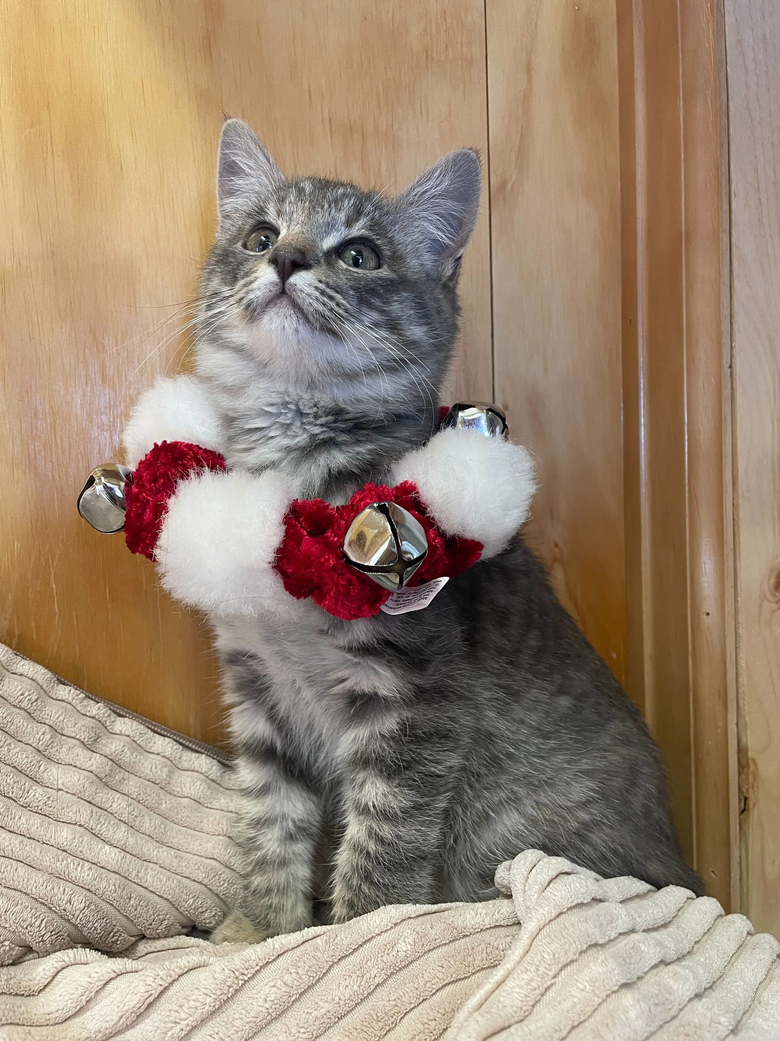 ADOPTABLE CATS — Lander Pet Connection