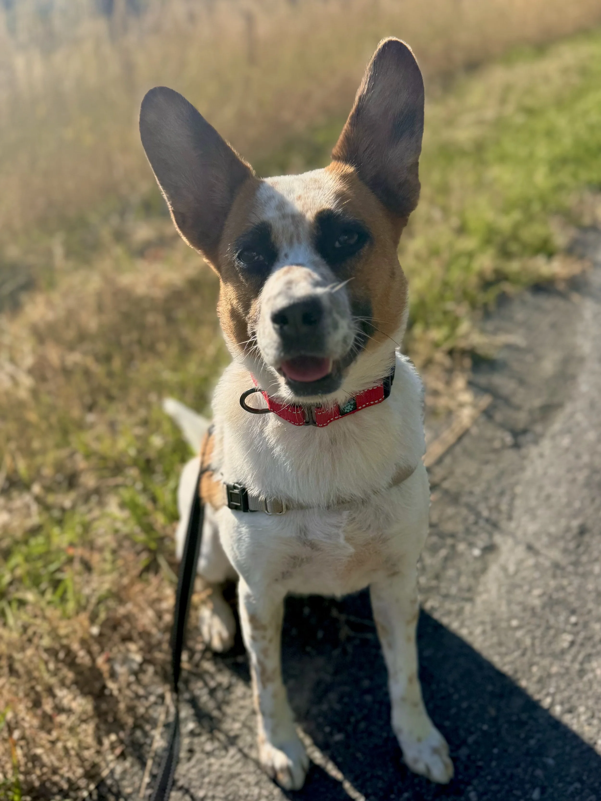 Adoptable Dogs — Lander Pet Connection
