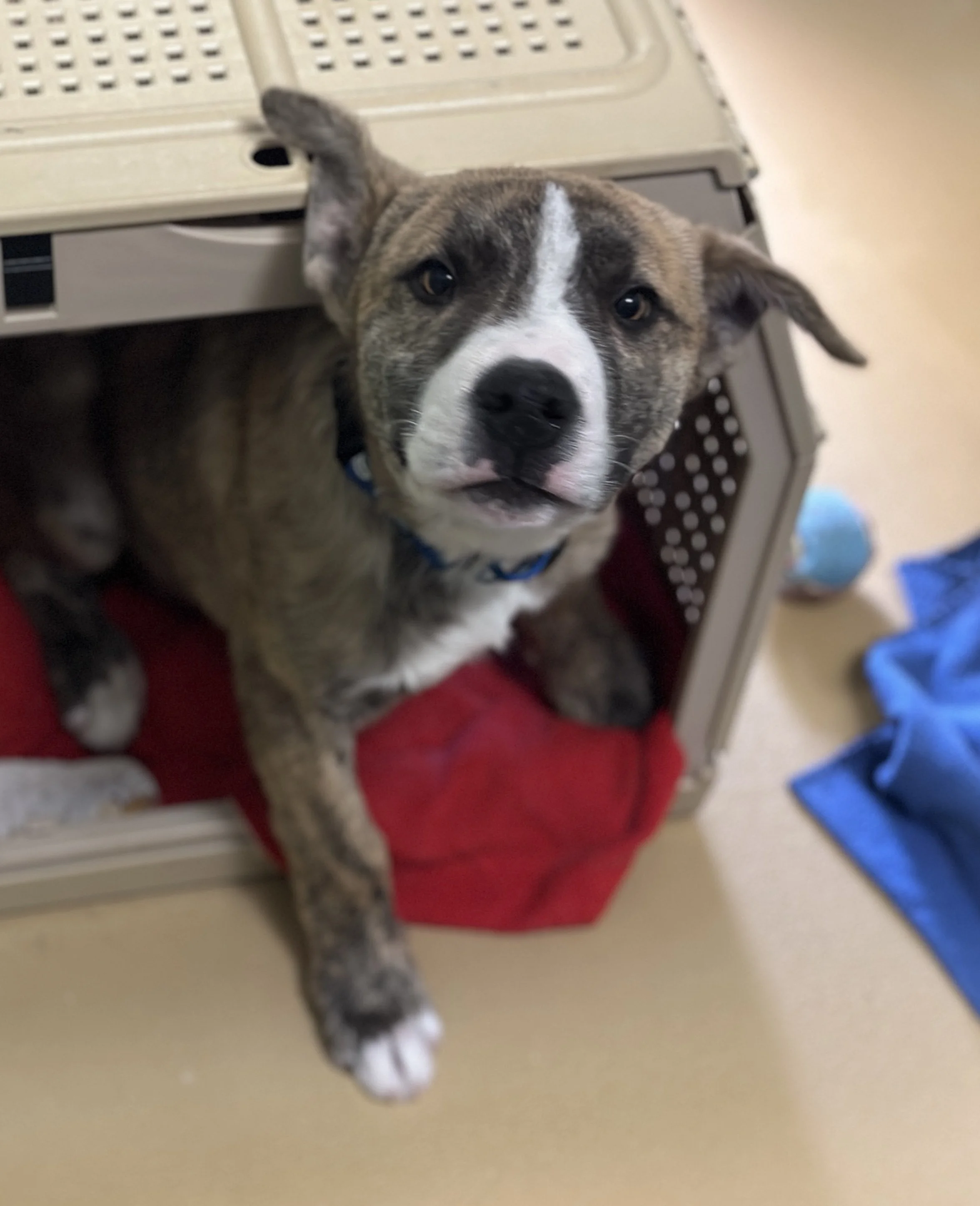 Adoptable Dogs — Lander Pet Connection