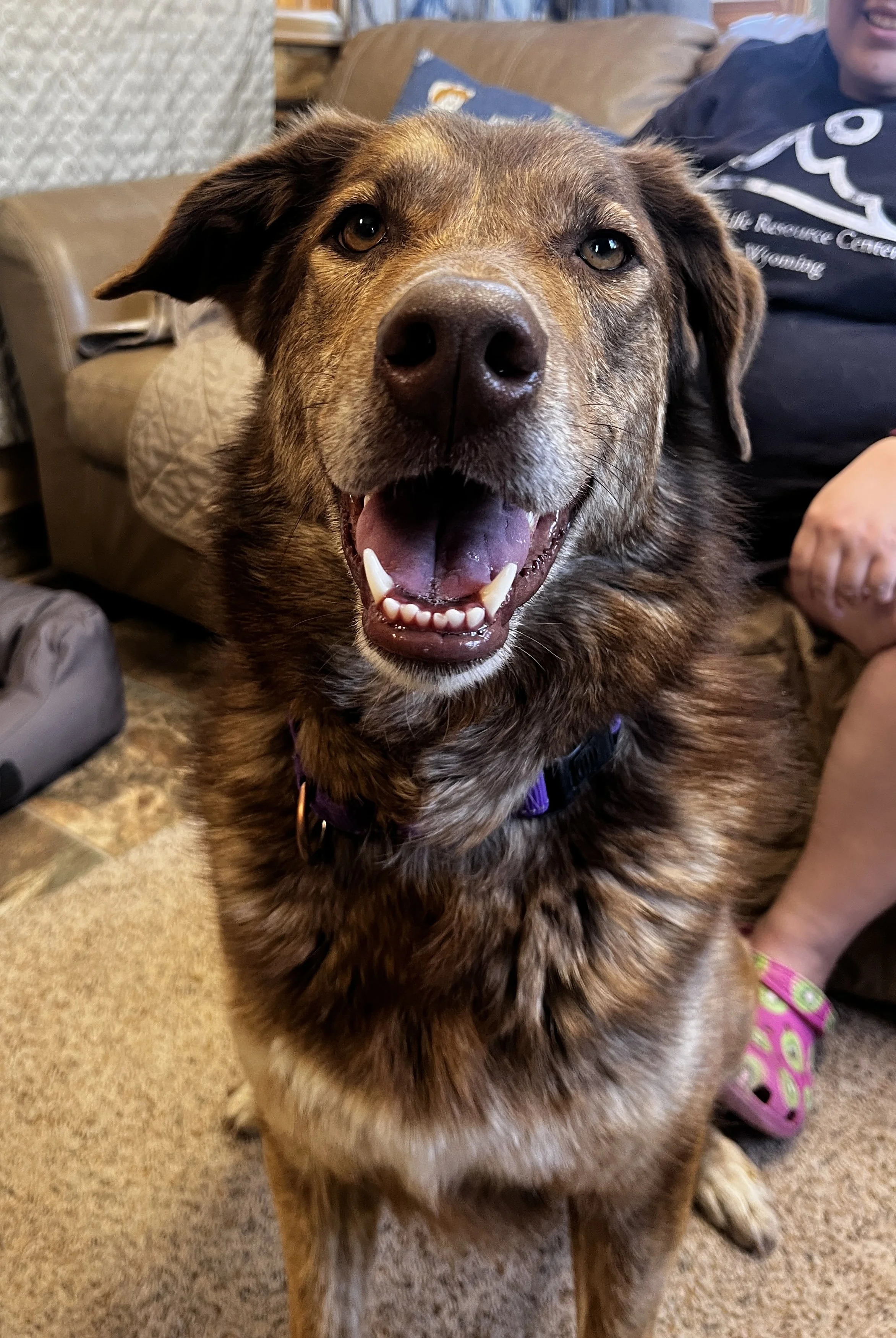 Adoptable Dogs — Lander Pet Connection