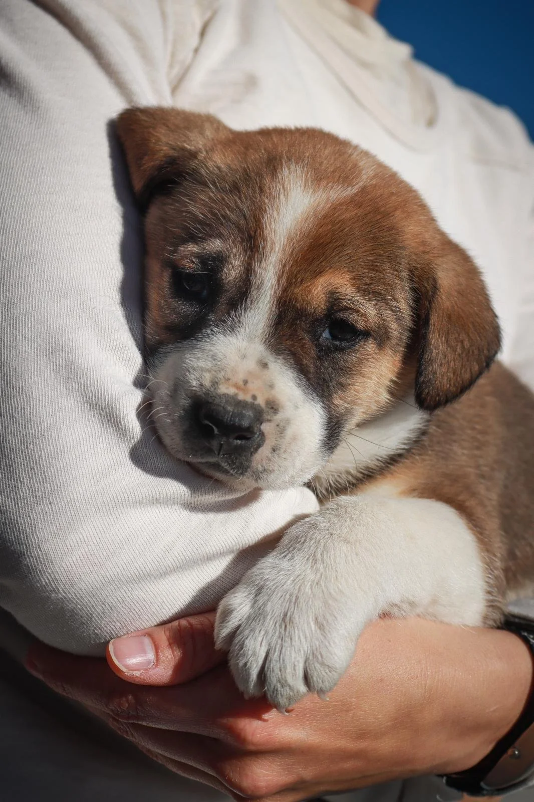 Lander Pet Connection