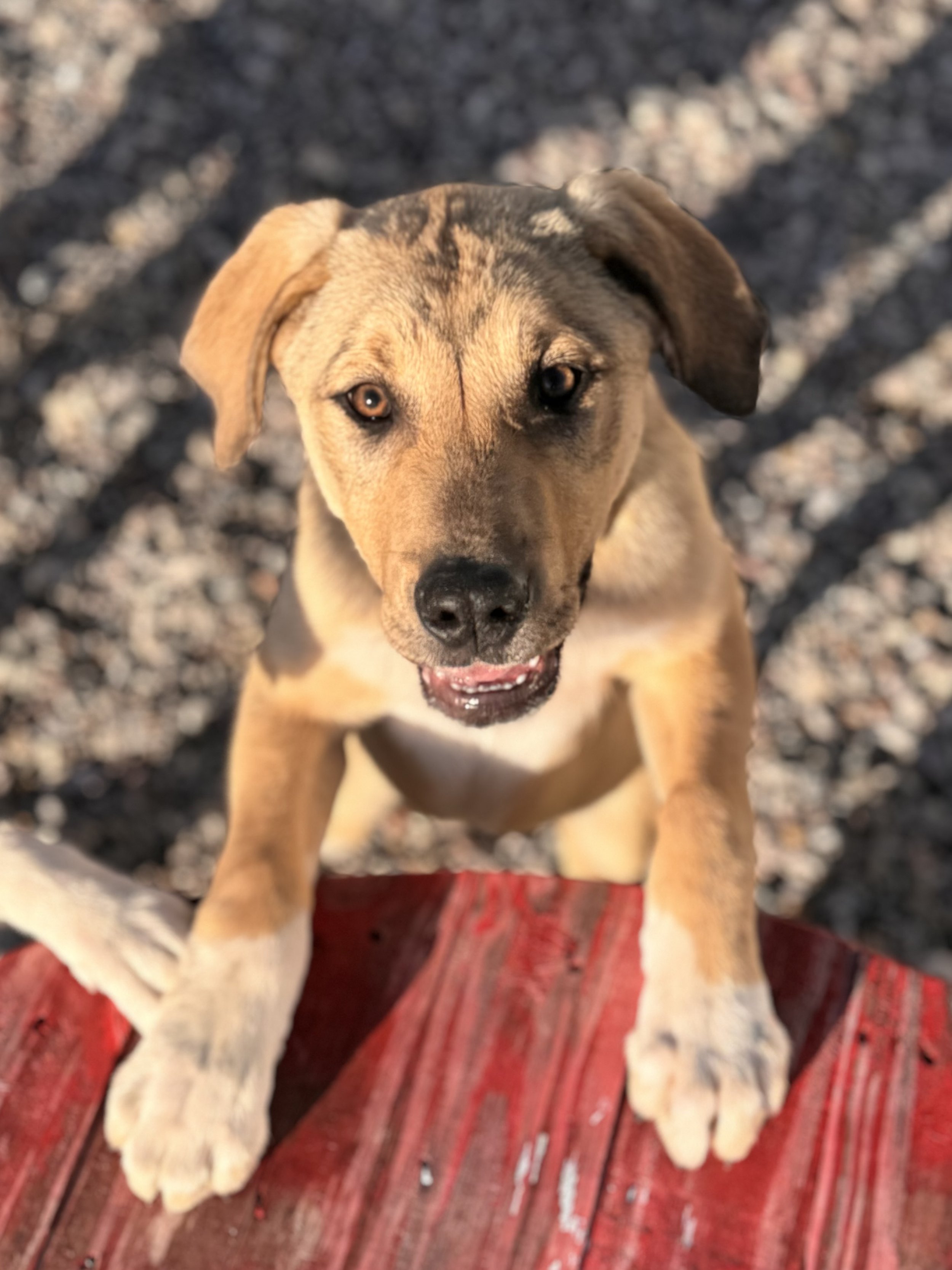 Adoptable Dogs — Lander Pet Connection