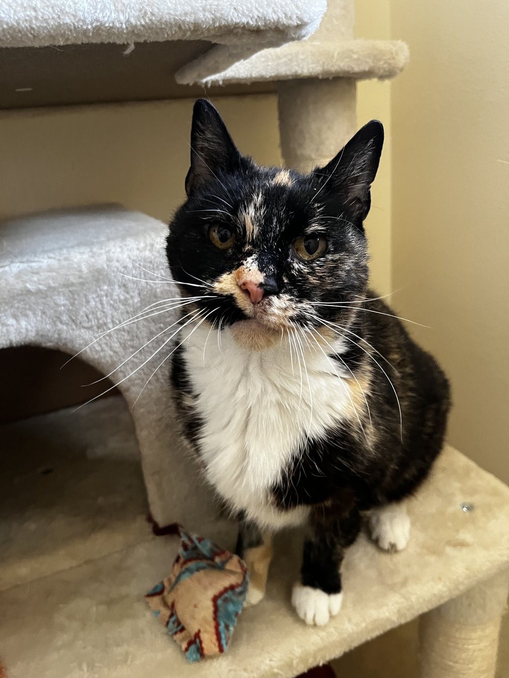 Adoptable Cats — Lander Pet Connection
